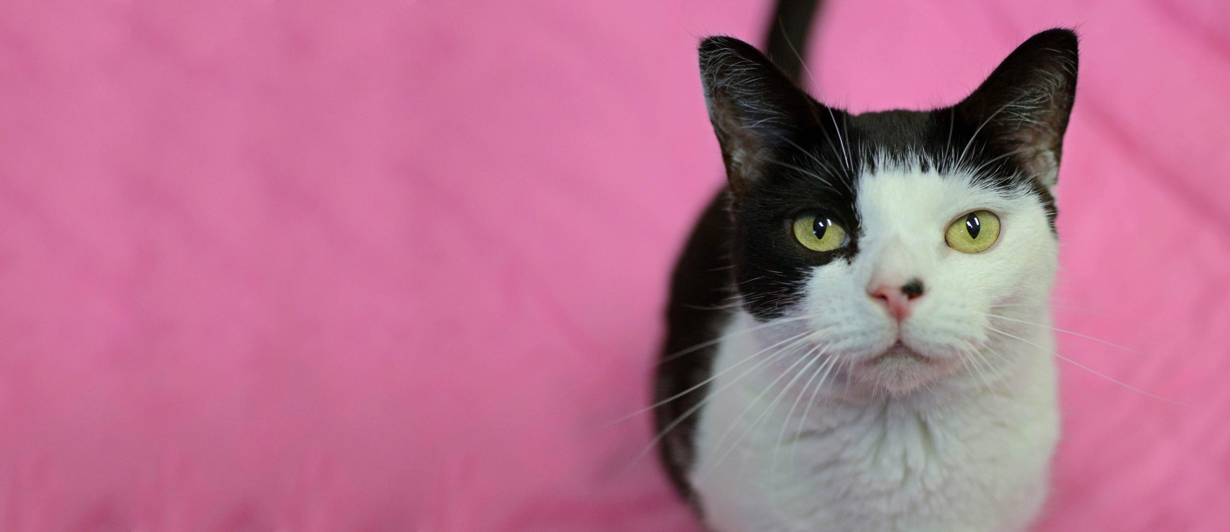 Main Line Animal Rescue | Leaders in Animal Welfare